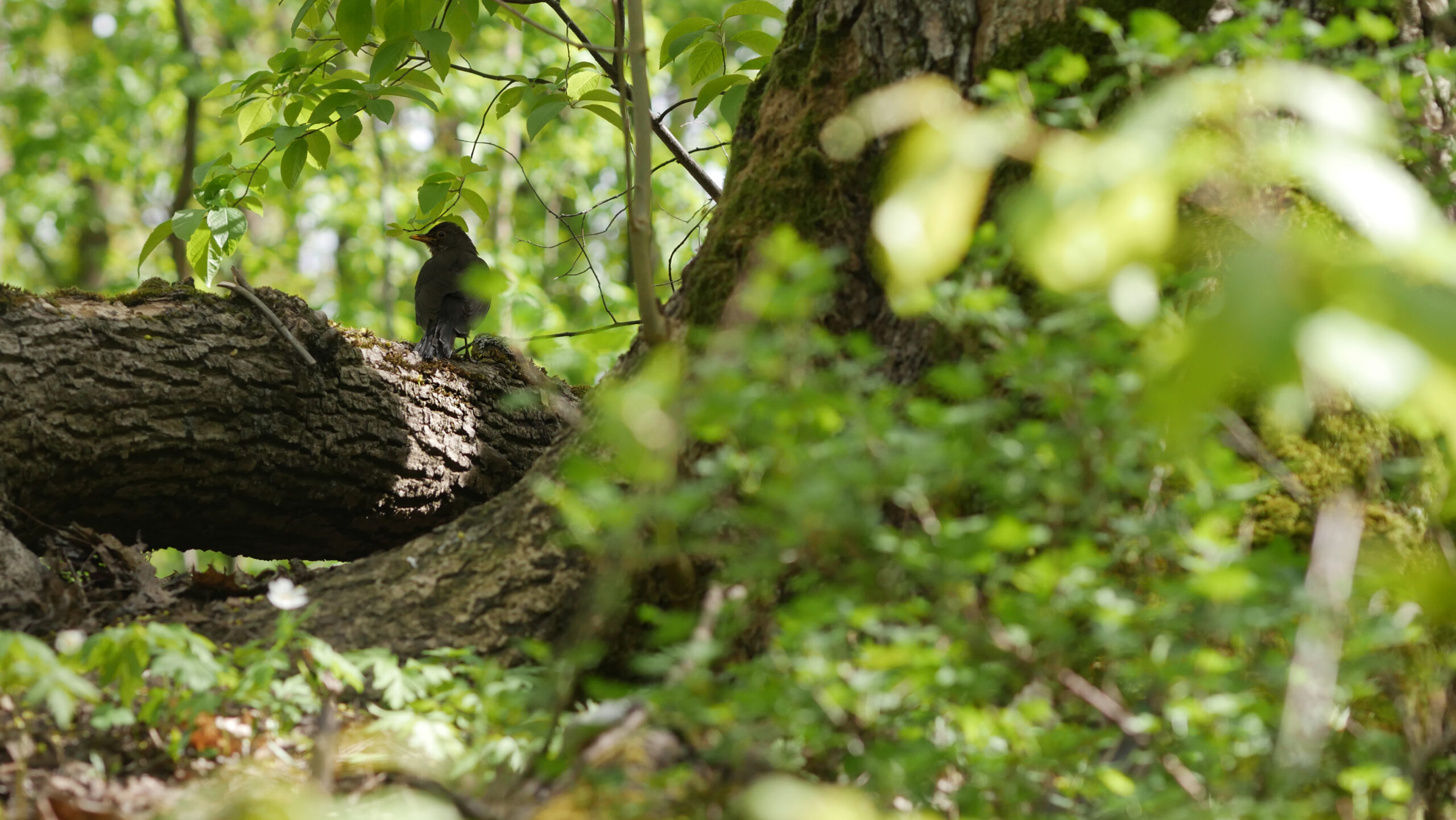 Pong Dam Bird Sanctuary - Rakkh Patrika